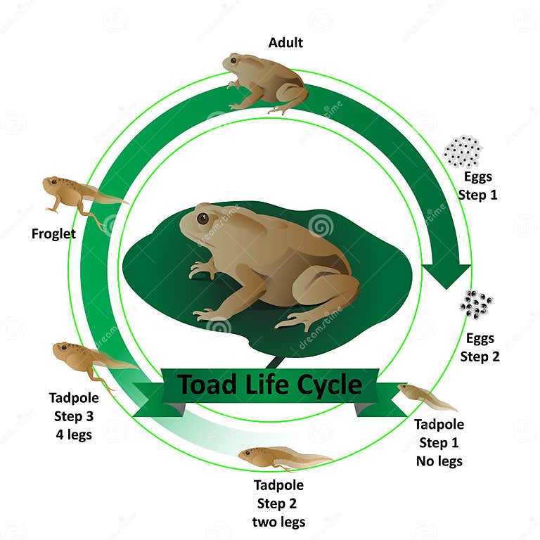 Toad Life Cycle, from Eggs To Adults Stock Vector - Illustration of ...