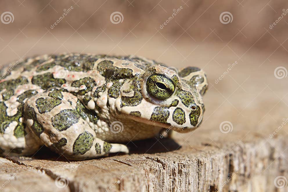 Toad stock photo. Image of reflection, themes, skin, beauty - 16724012
