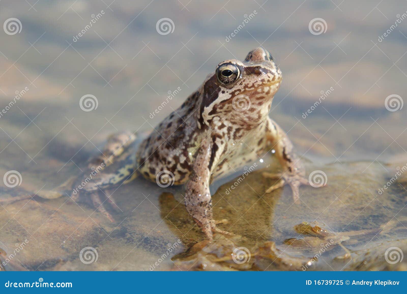 Toad stock image. Image of full, closeup, nature, skin - 16739725