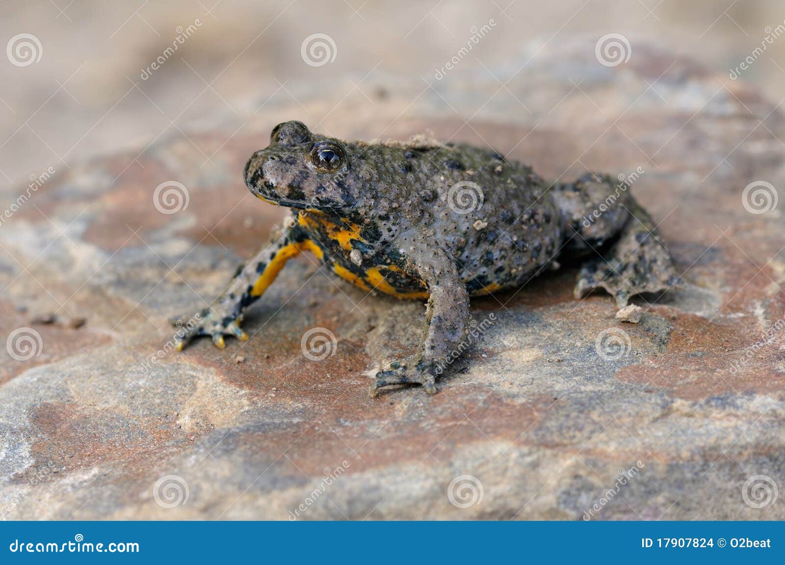 Toad stock photo. Image of creature, arthropod, bellied - 17907824