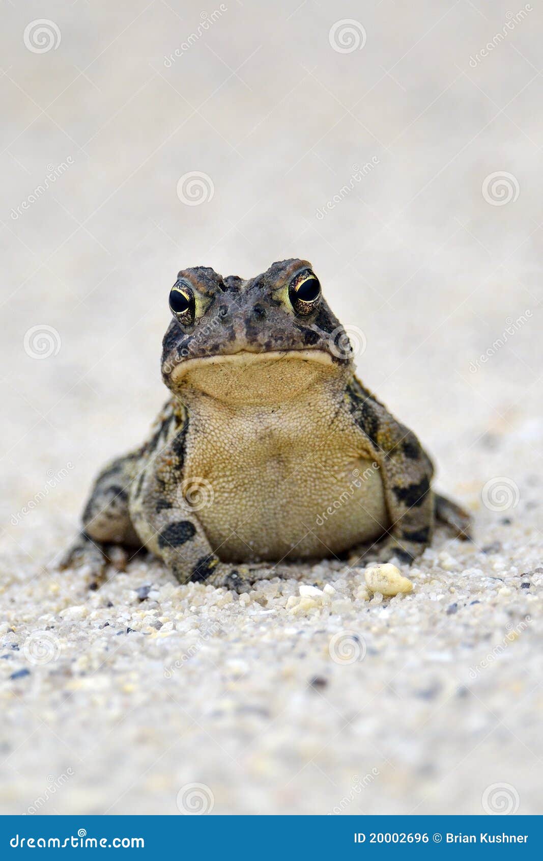 Toad stock photo. Image of slimy, bull, jumping, toad - 20002696