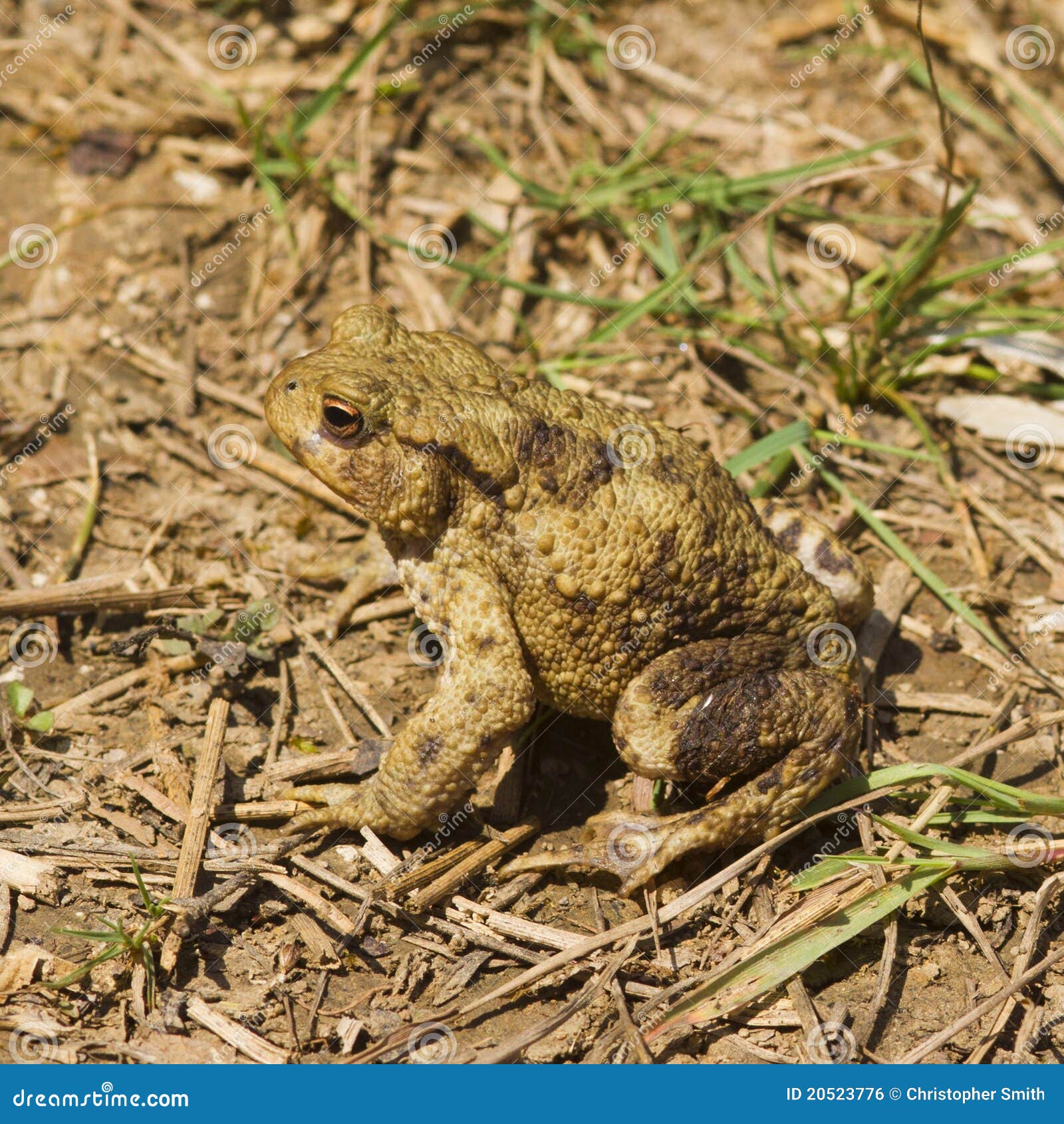 Toad stock photo. Image of fauna, frog, toad, sitting - 20523776