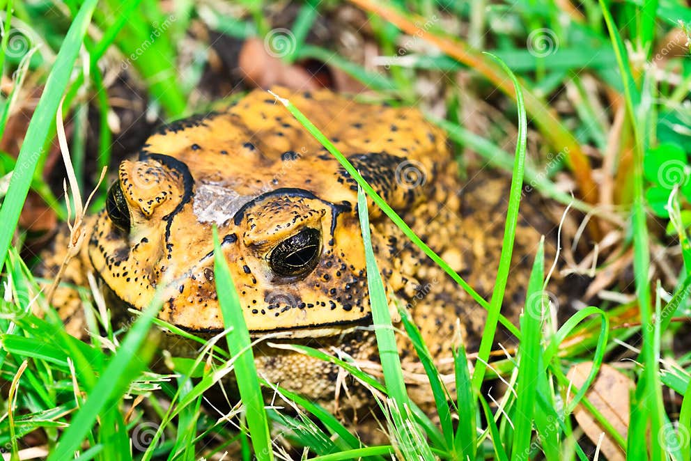 The toad stock photo. Image of toad, wildlife, frog, closeup - 20917062