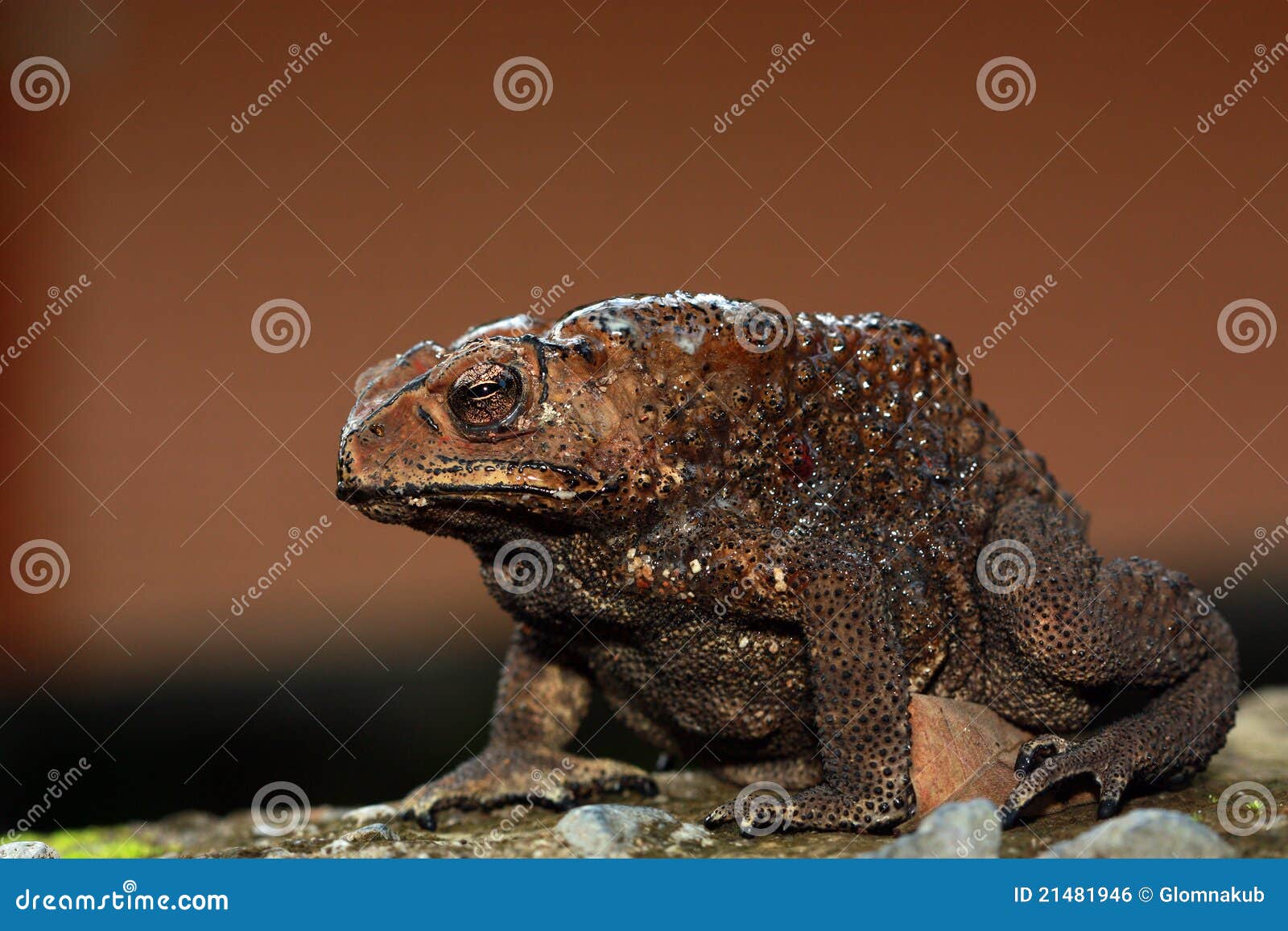 Toad stock photo. Image of rough, amphibian, toad, black - 21481946
