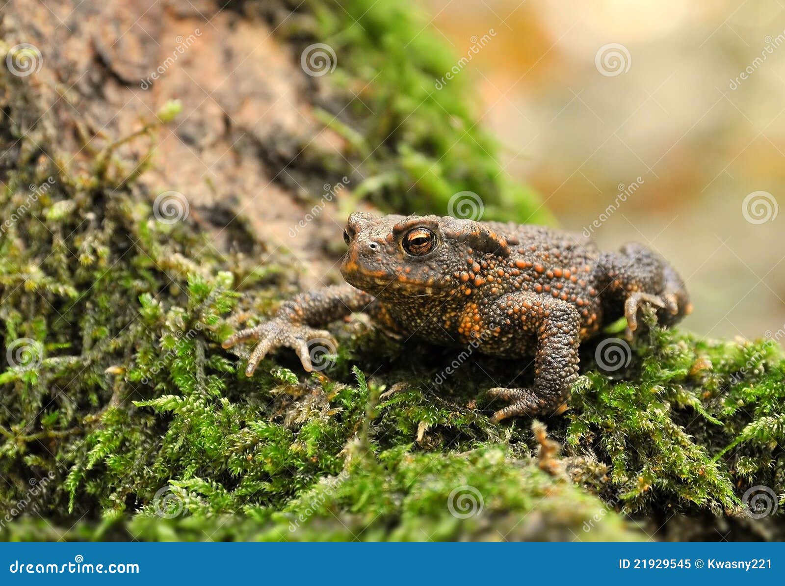 Toad stock image. Image of skin, yellow, eyes, fall, mucus - 21929545