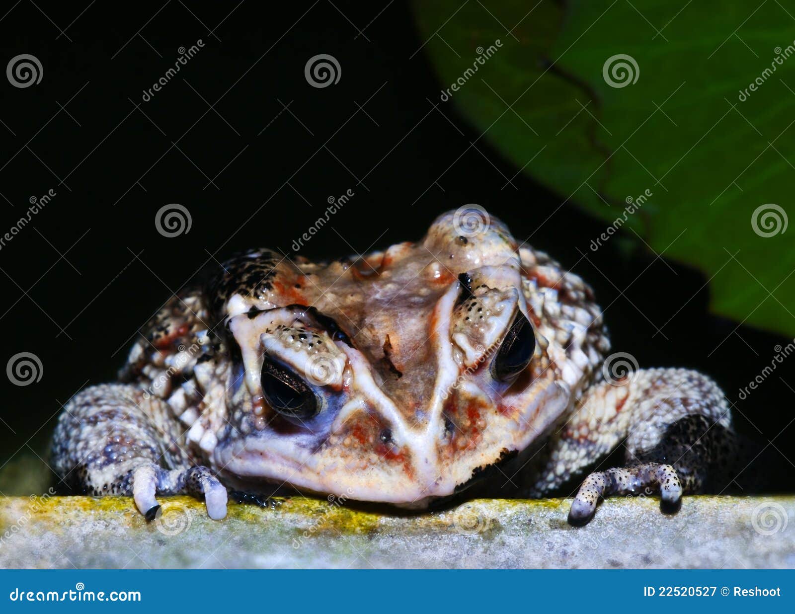 Toad stock image. Image of amphibian, frog, nature, color - 22520527