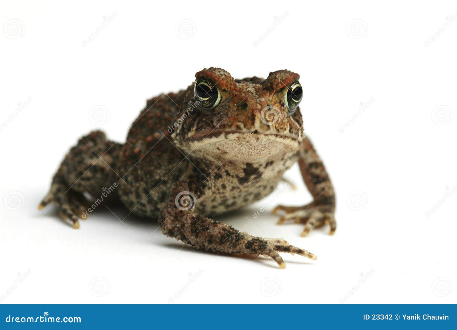 Toad stock photo. Image of toad, attack, staring, angry - 23342