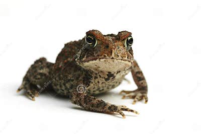 Toad stock photo. Image of toad, attack, staring, angry - 23342