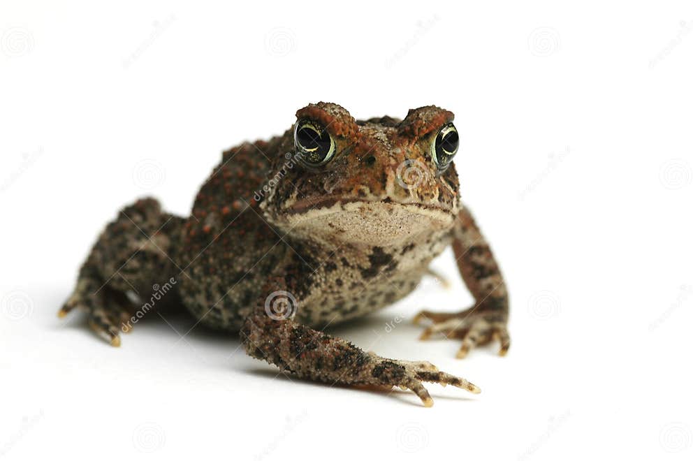 Toad stock photo. Image of toad, attack, staring, angry - 23342