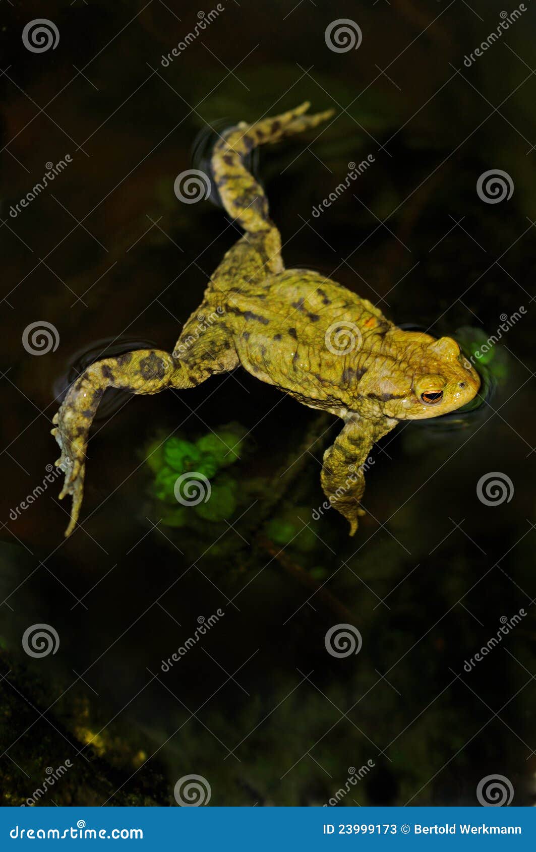 Toad stock image. Image of shore, spawn, frog, bank, forelimb - 23999173