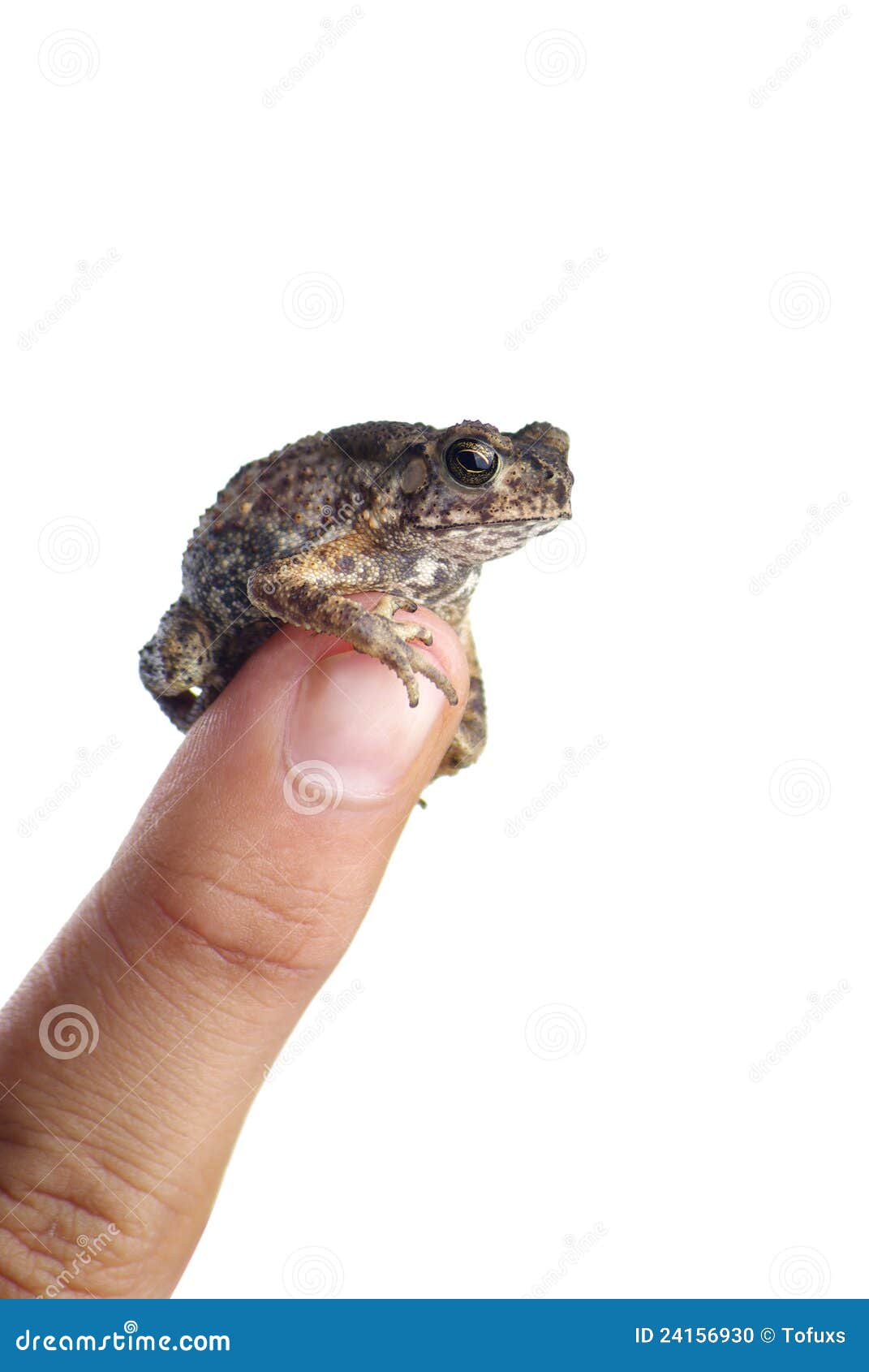 330 Toad Finger Stock Photos - Free & Royalty-Free Stock Photos from ...