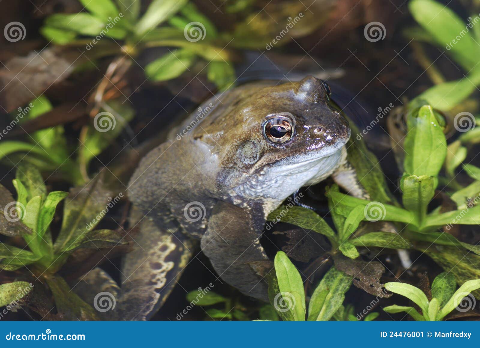Toad stock image. Image of pool, closeup, wildlife, frog - 24476001