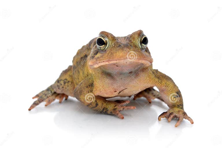 Toad stock photo. Image of toad, wildlife, cute, staring - 24558944