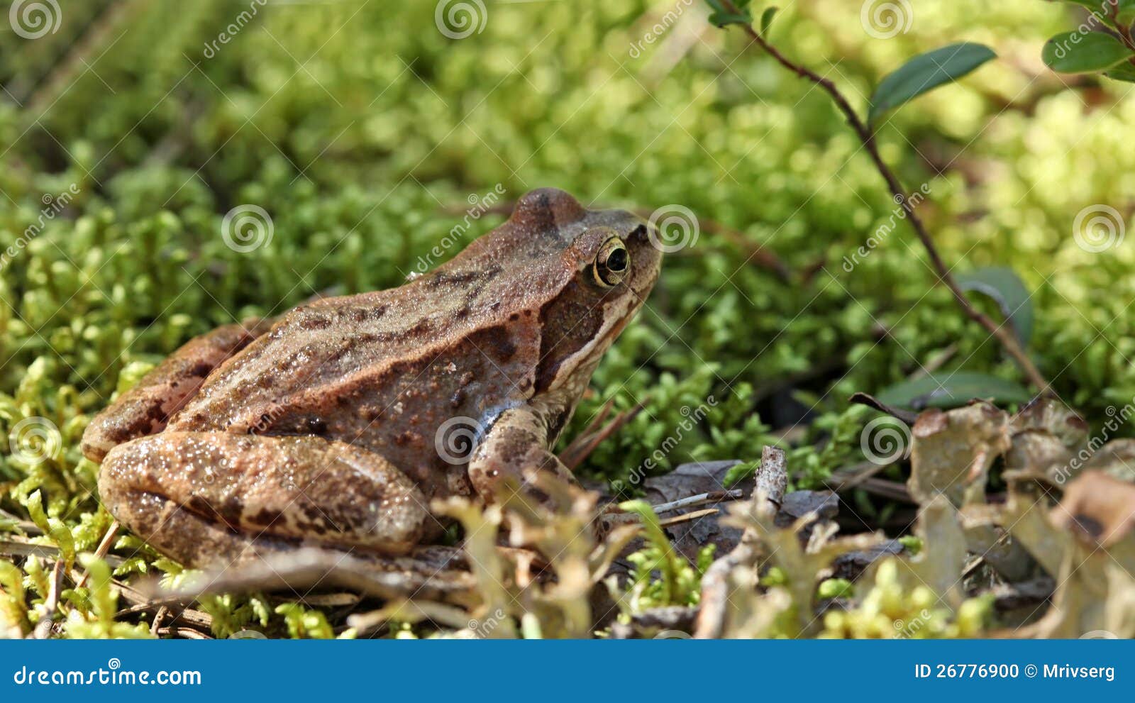 Toad stock photo. Image of motion, frog, action, jumping - 26776900