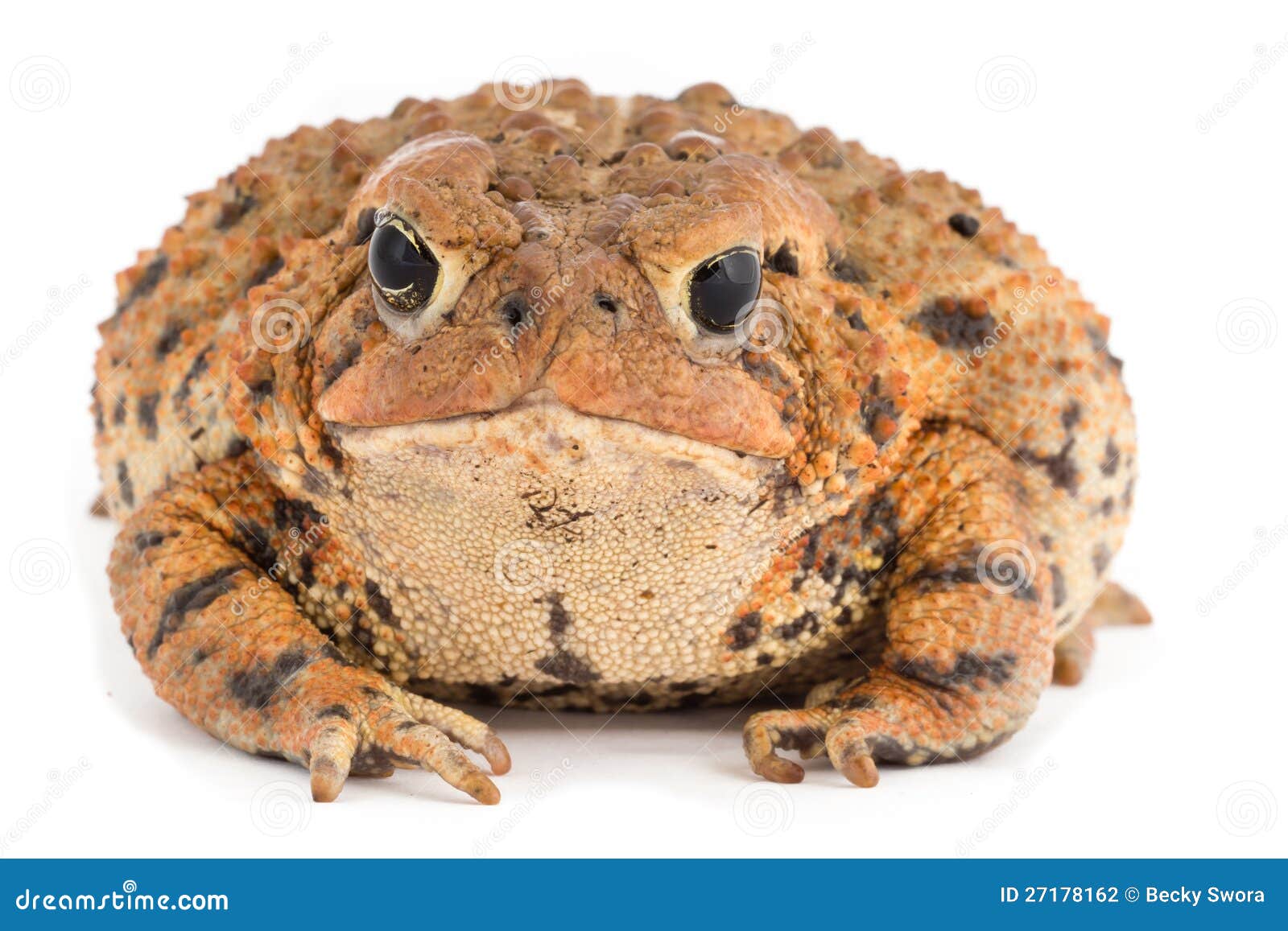 Toad stock photo. Image of small, staring, closeup, wart - 27178162