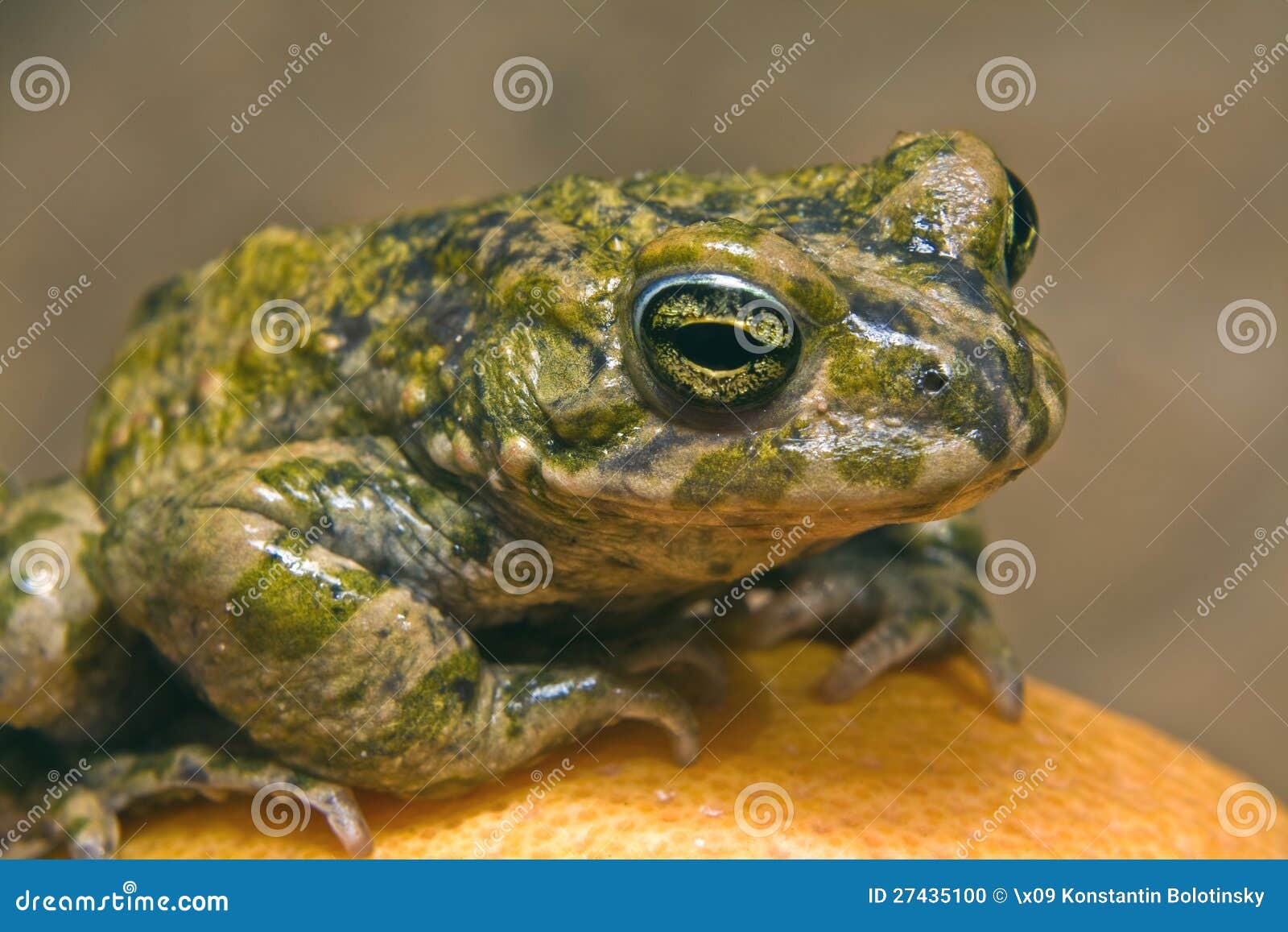Toad stock photo. Image of fauna, stare, frog, nature - 27435100