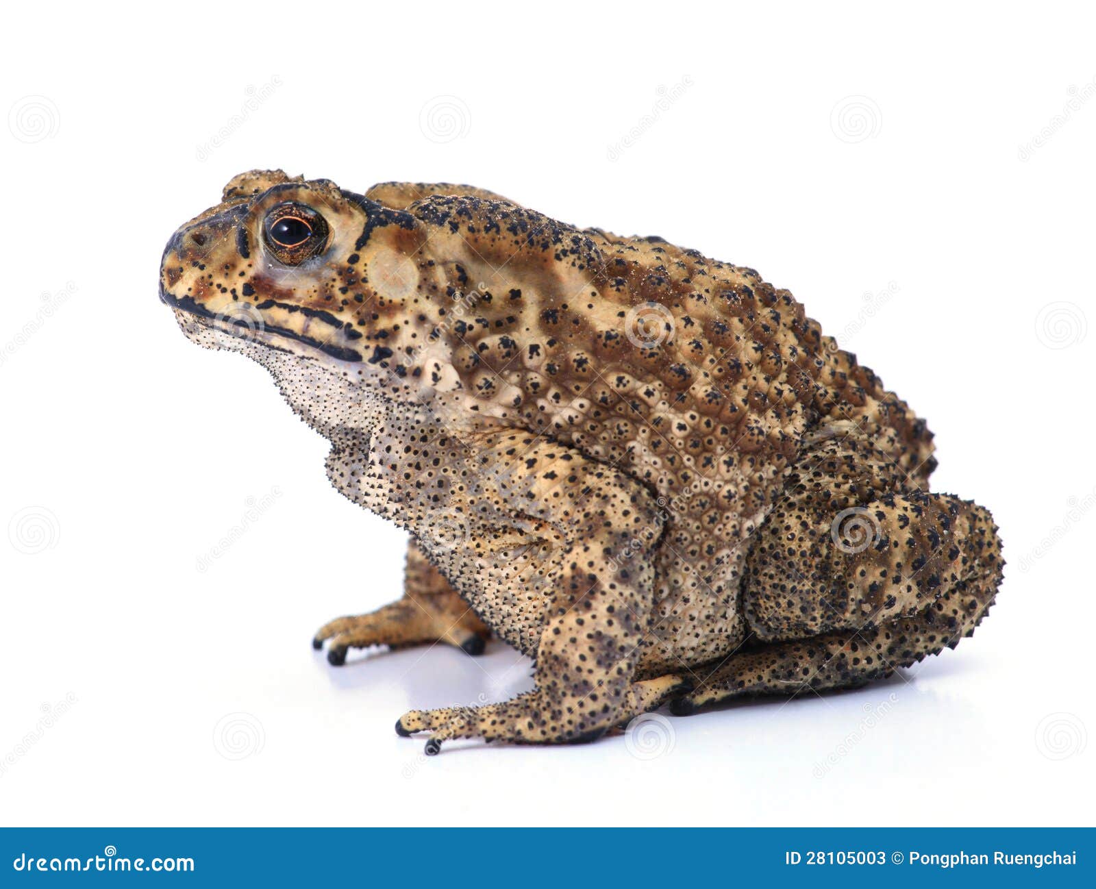 Toad stock image. Image of frog, environment, macro, amphibian - 28105003