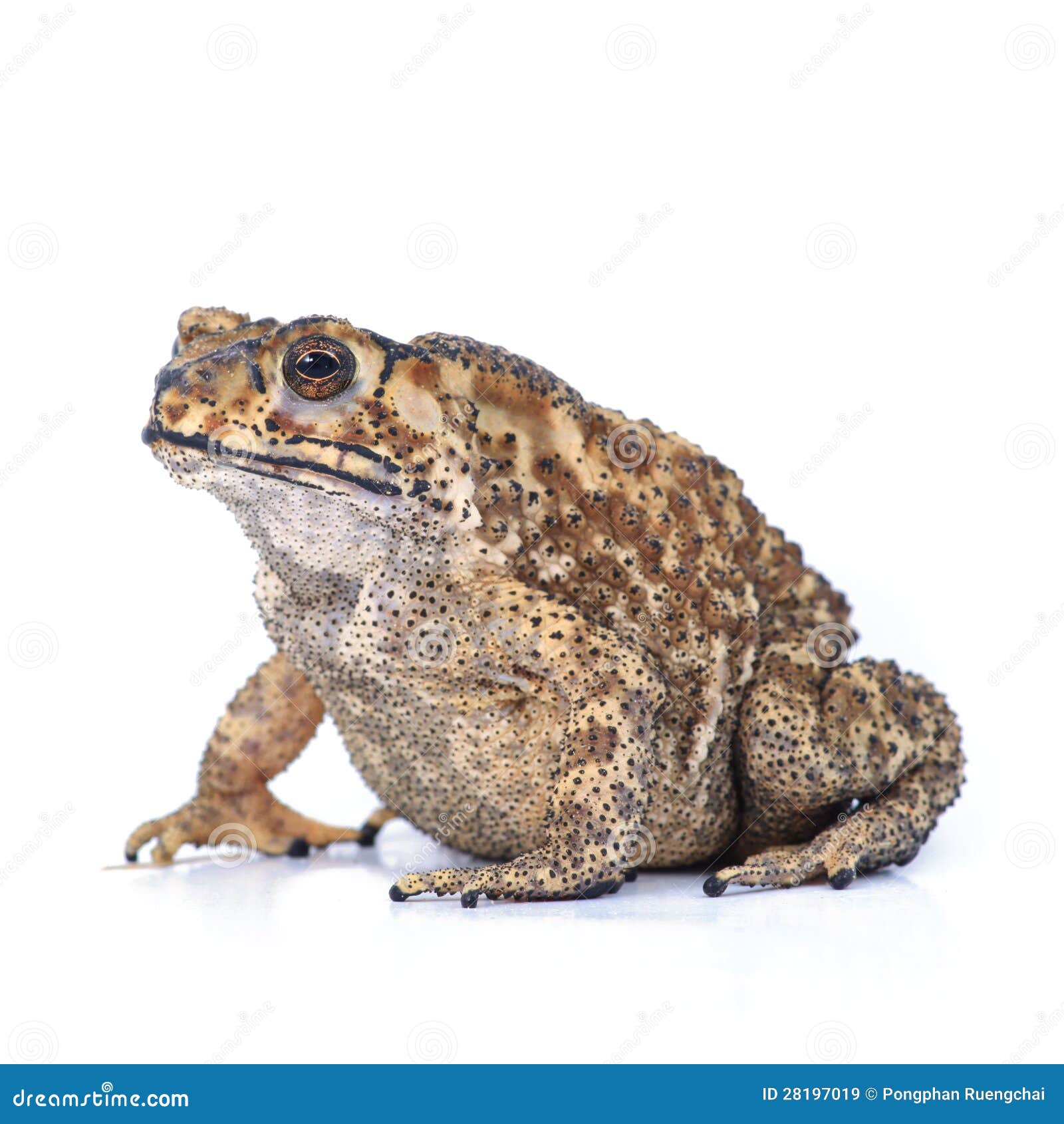 Toad stock image. Image of cane, nature, isolated, amphibian - 28197019