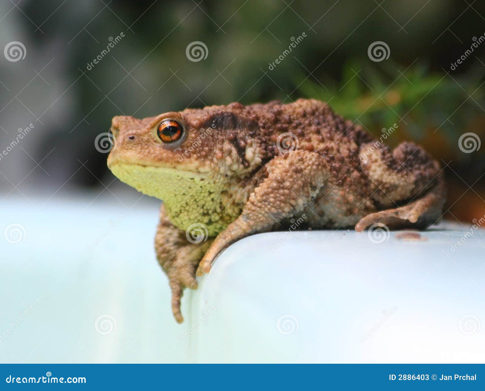Toad stock image. Image of funny, animal, woodland, annoyed - 2886403