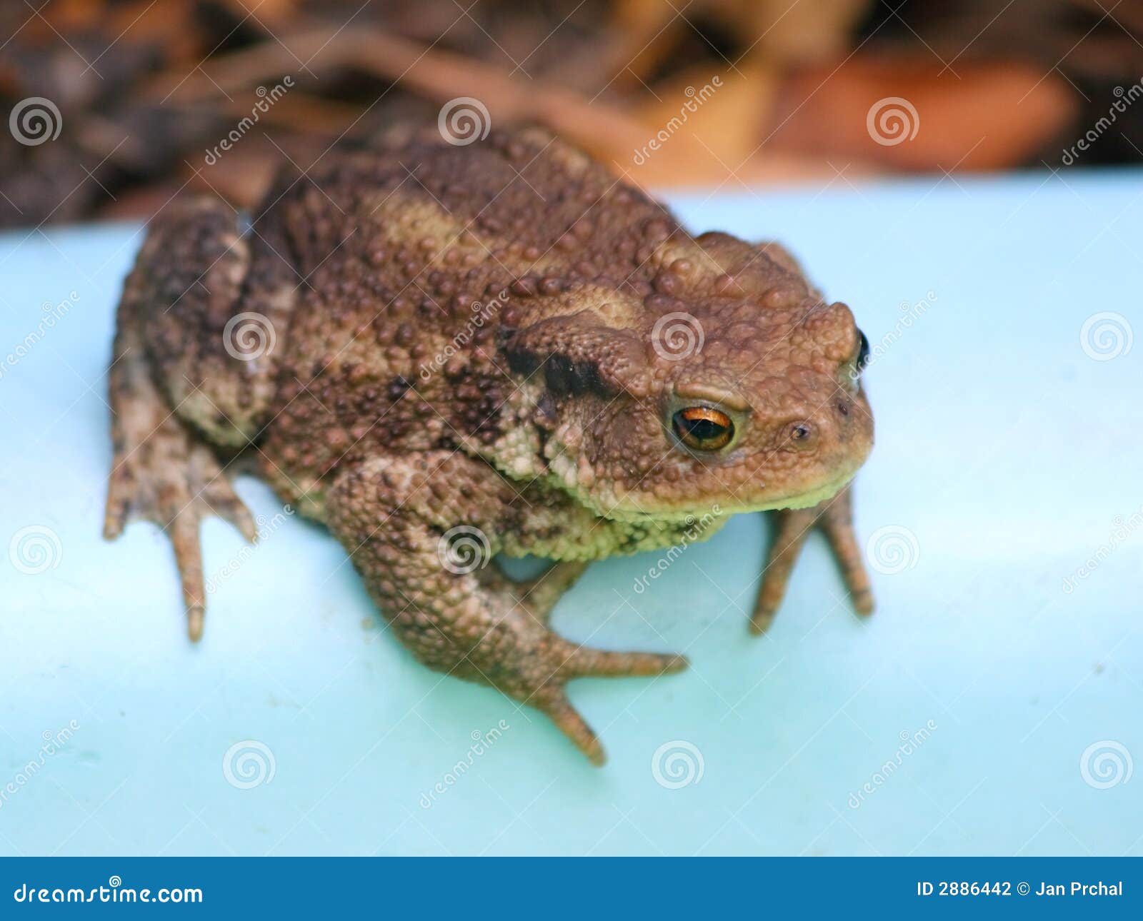 Toad stock photo. Image of jump, funny, ecology, toad - 2886442
