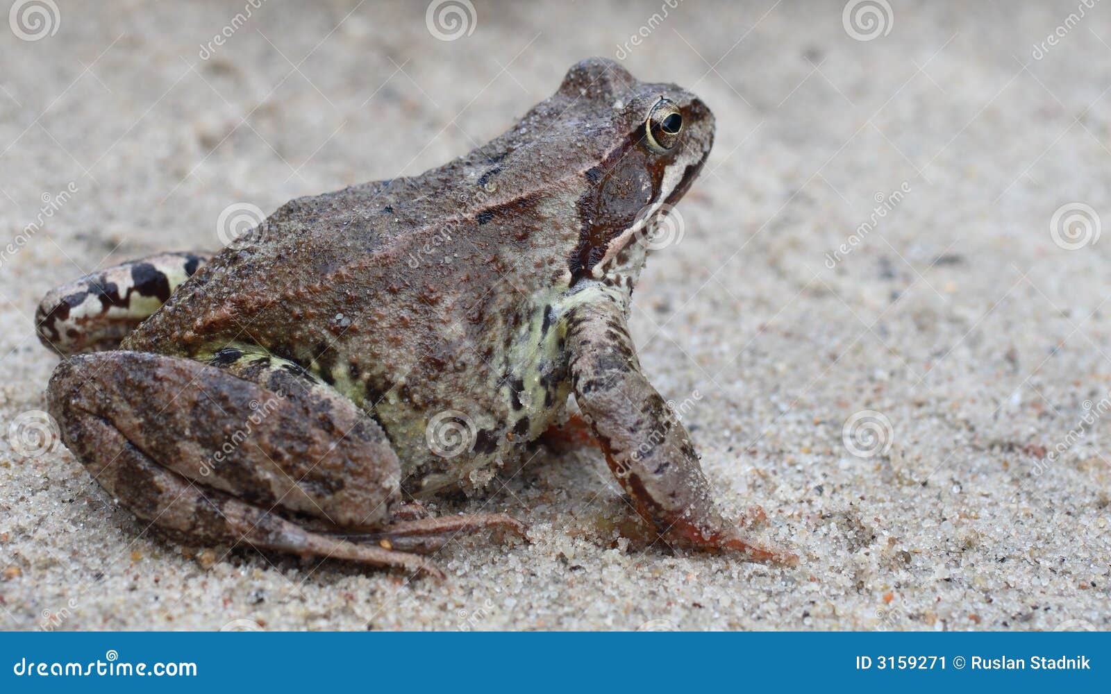 Toad stock image. Image of green, lilly, ecology, brown - 3159271