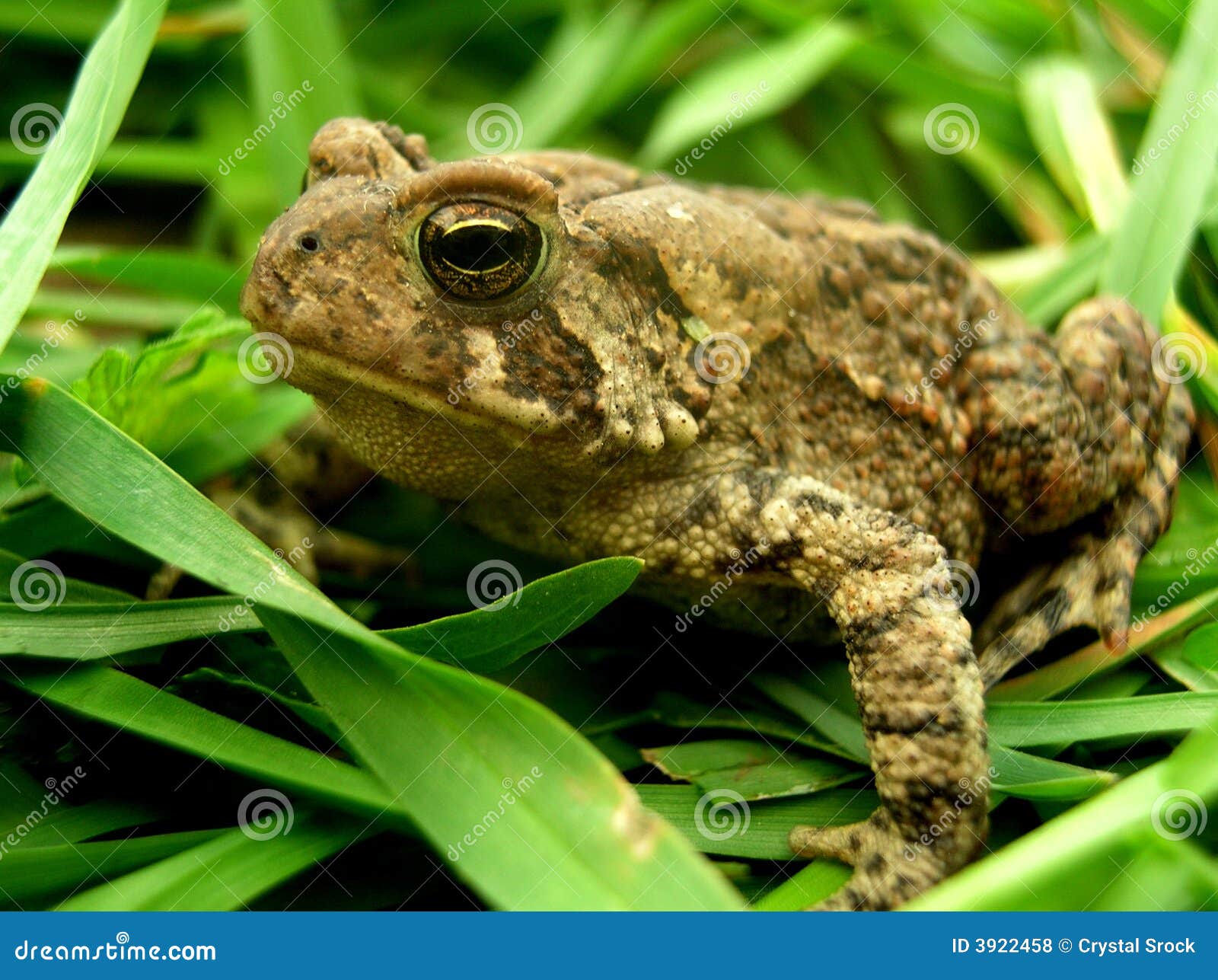 Toad stock photo. Image of reptile, wildlife, sitting - 3922458