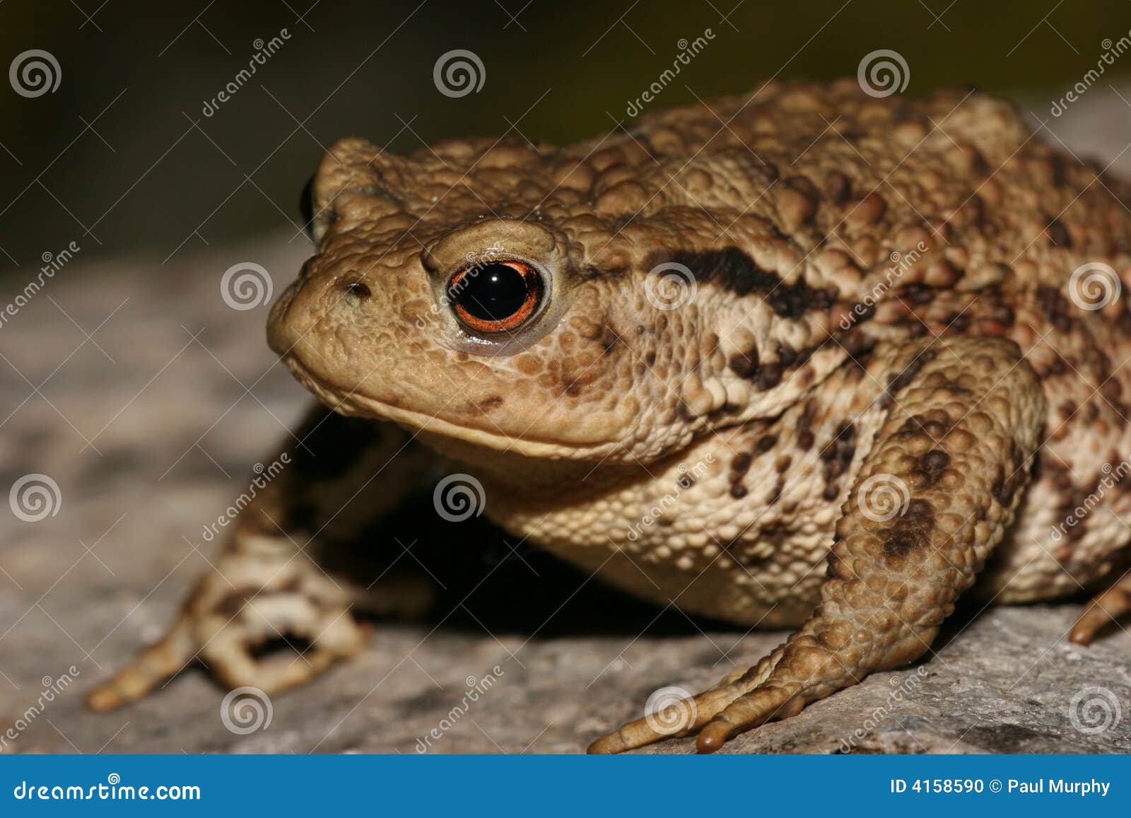 Toad stock photo. Image of close, blooded, amphibian, toad - 4158590