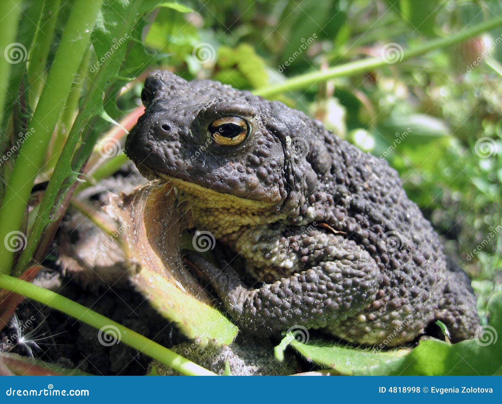 Toad stock photo. Image of amphibian, gross, leaf, animal - 4818998