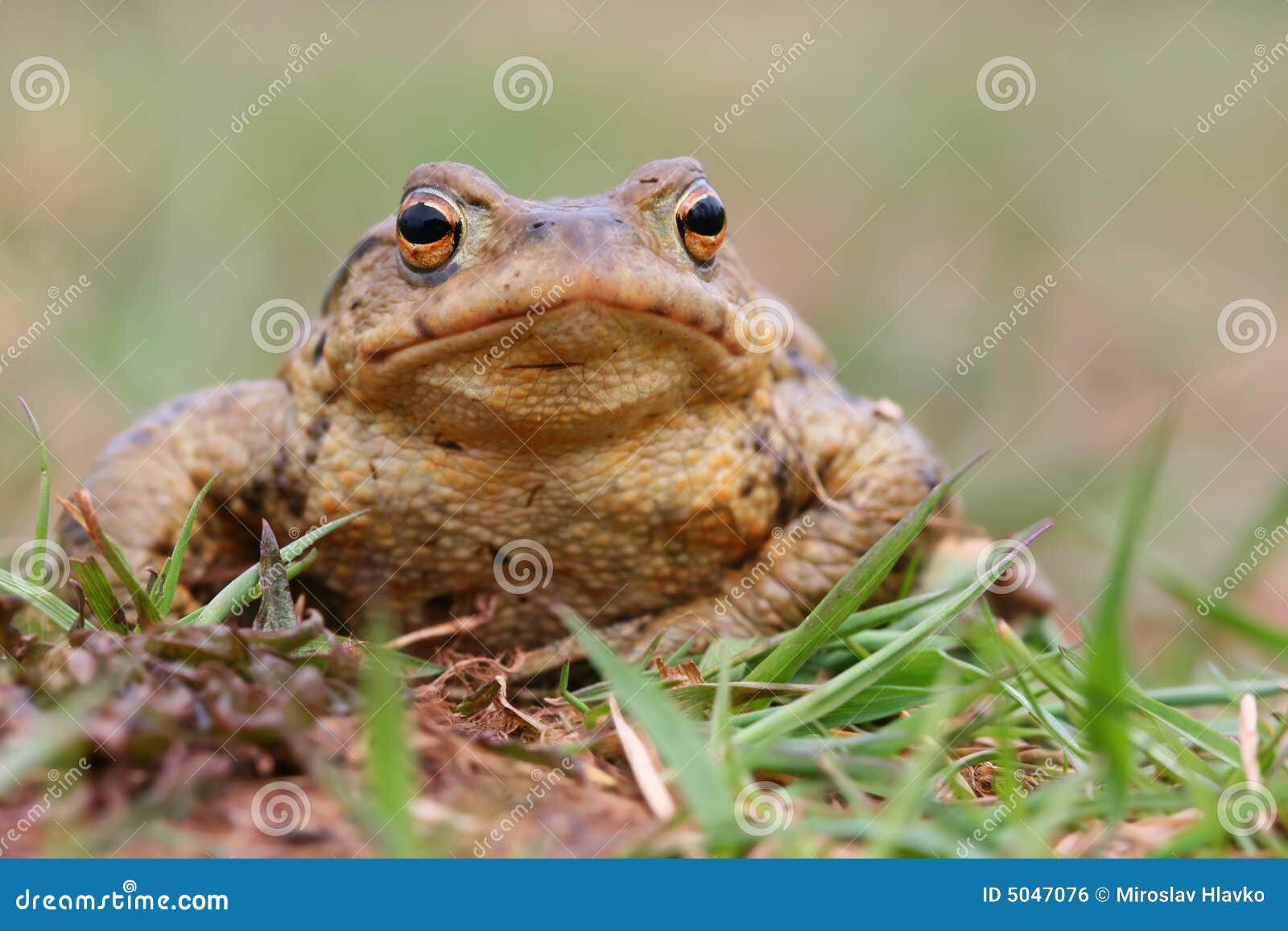 Toad stock photo. Image of buffalo, paddock, animal, verrucous - 5047076