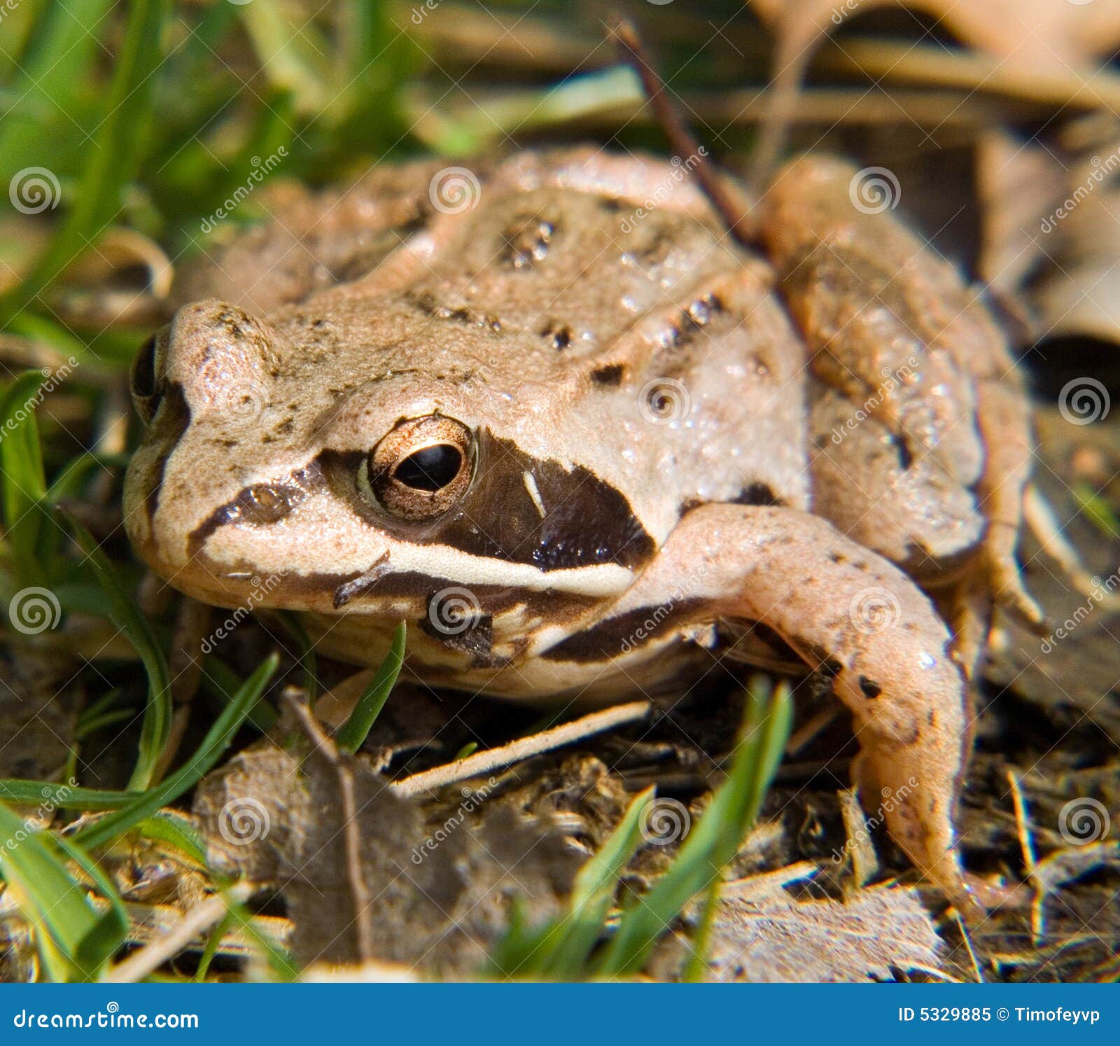 The Toad stock image. Image of single, animal, close, brown - 5329885