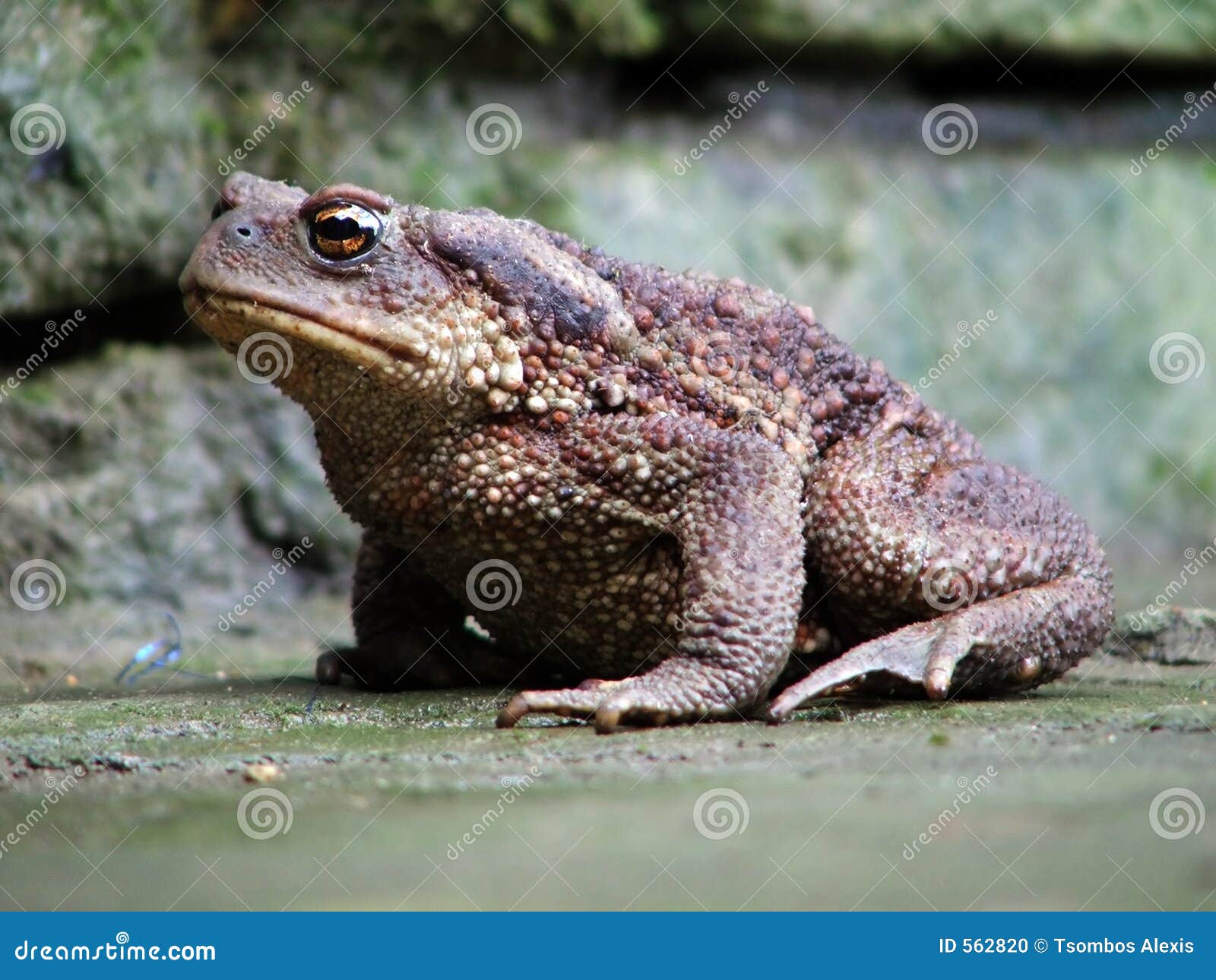 Toad stock photo. Image of batrachian, amphibious, awfull - 562820