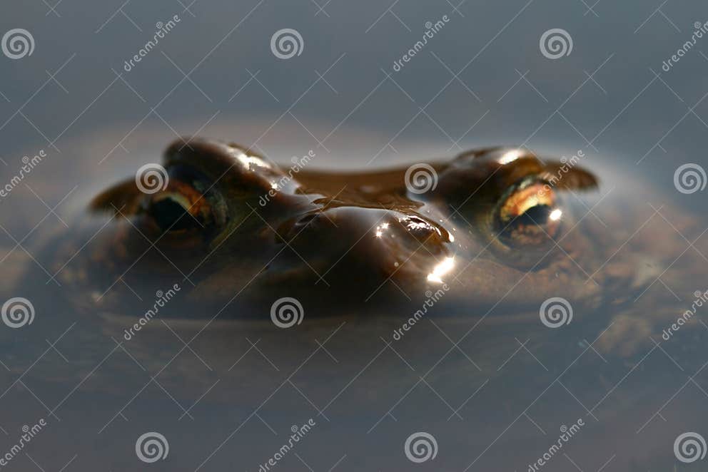 Toad stock photo. Image of stare, reflection, toad, nature - 5649110