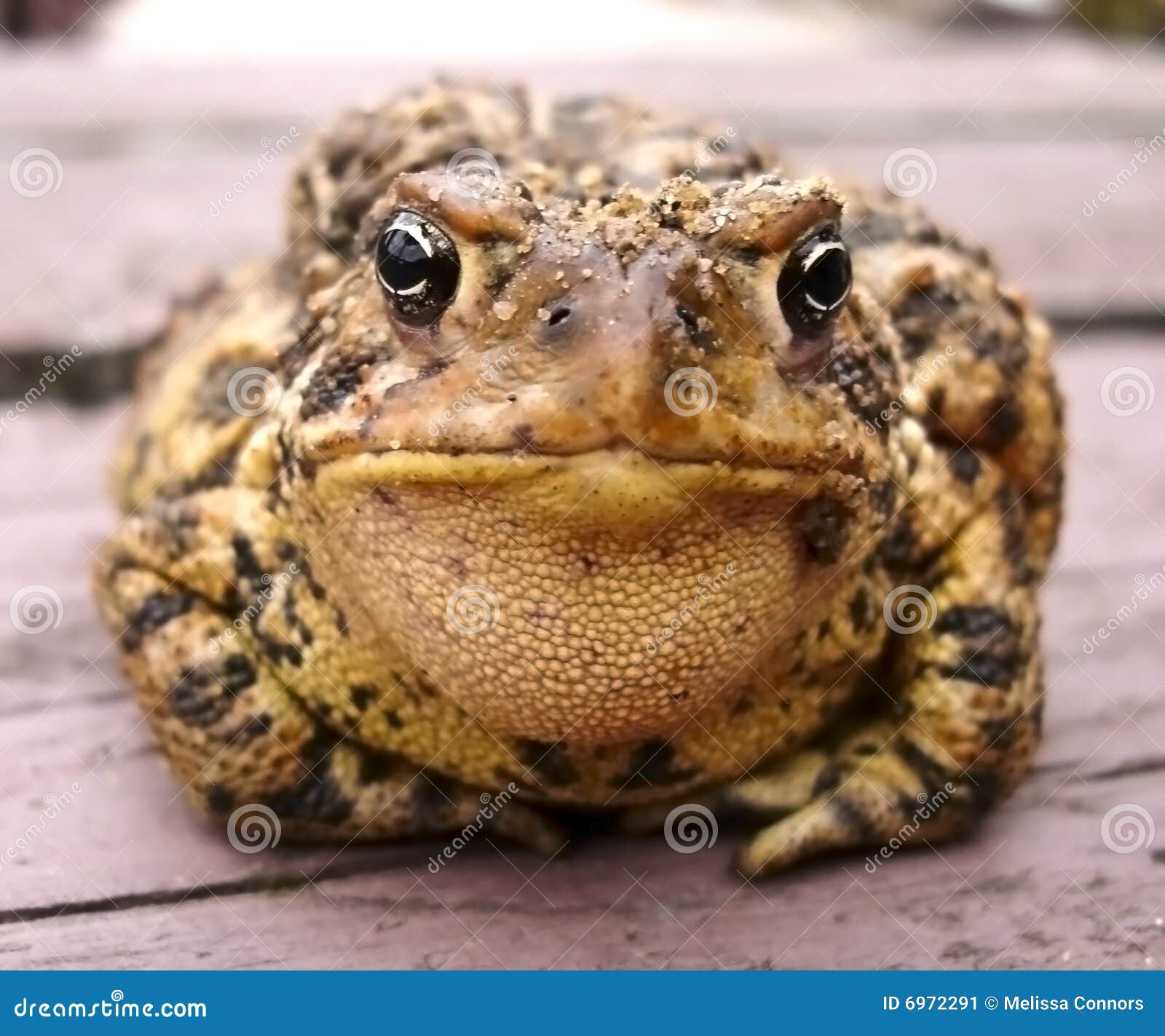 Toad Royalty-Free Stock Photo | CartoonDealer.com #6972291