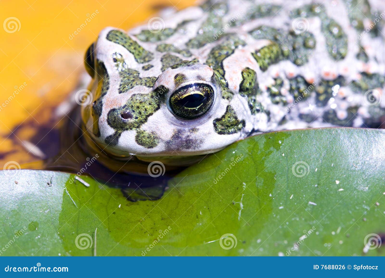 Toad stock photo. Image of cute, looking, darling, date - 7688026