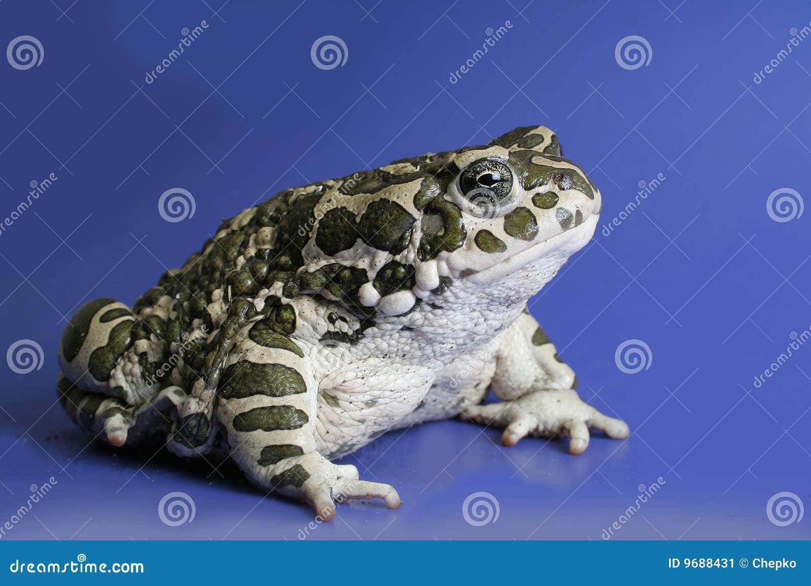 Toad stock image. Image of frog, color, curiosity, pets - 9688431