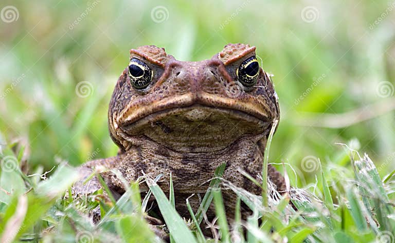 Toad stock photo. Image of jump, wildlife, toad, wild - 9838354