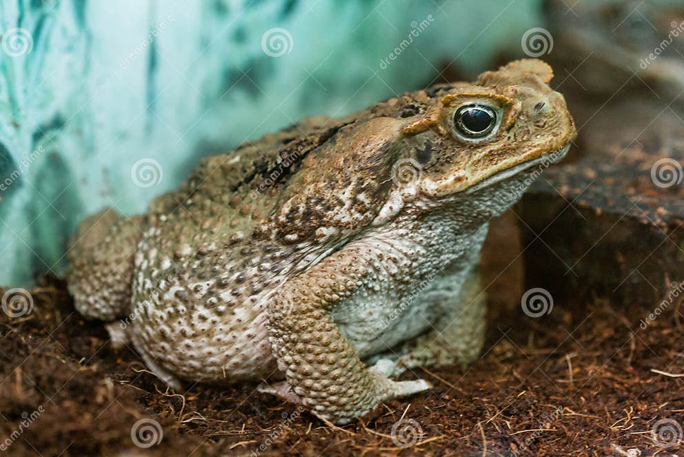 Toad Aga close-up macro stock image. Image of frog, closeup - 89529745