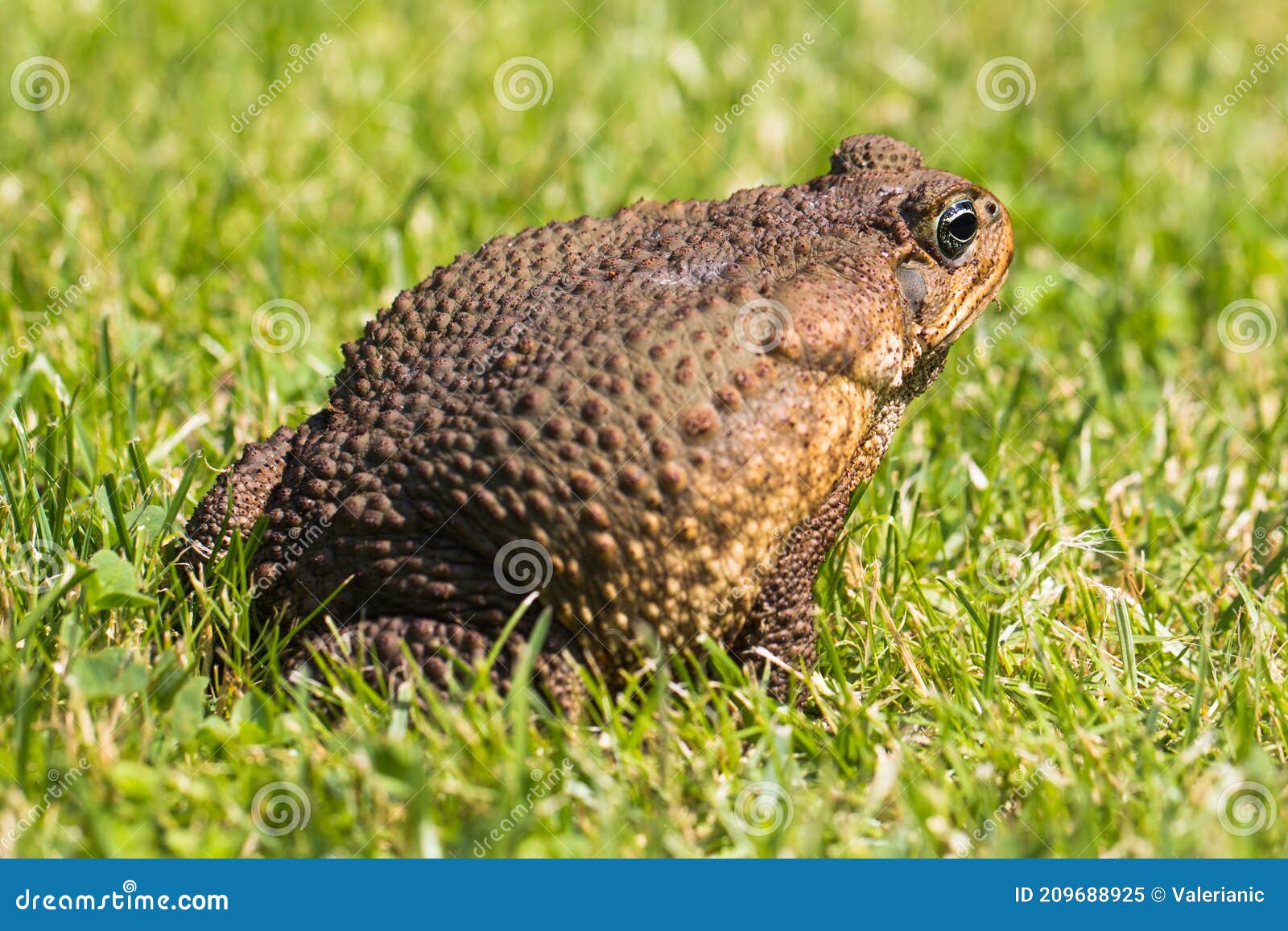 Toad aga seven stock image. Image of anuran, toad, poisonous - 209688925