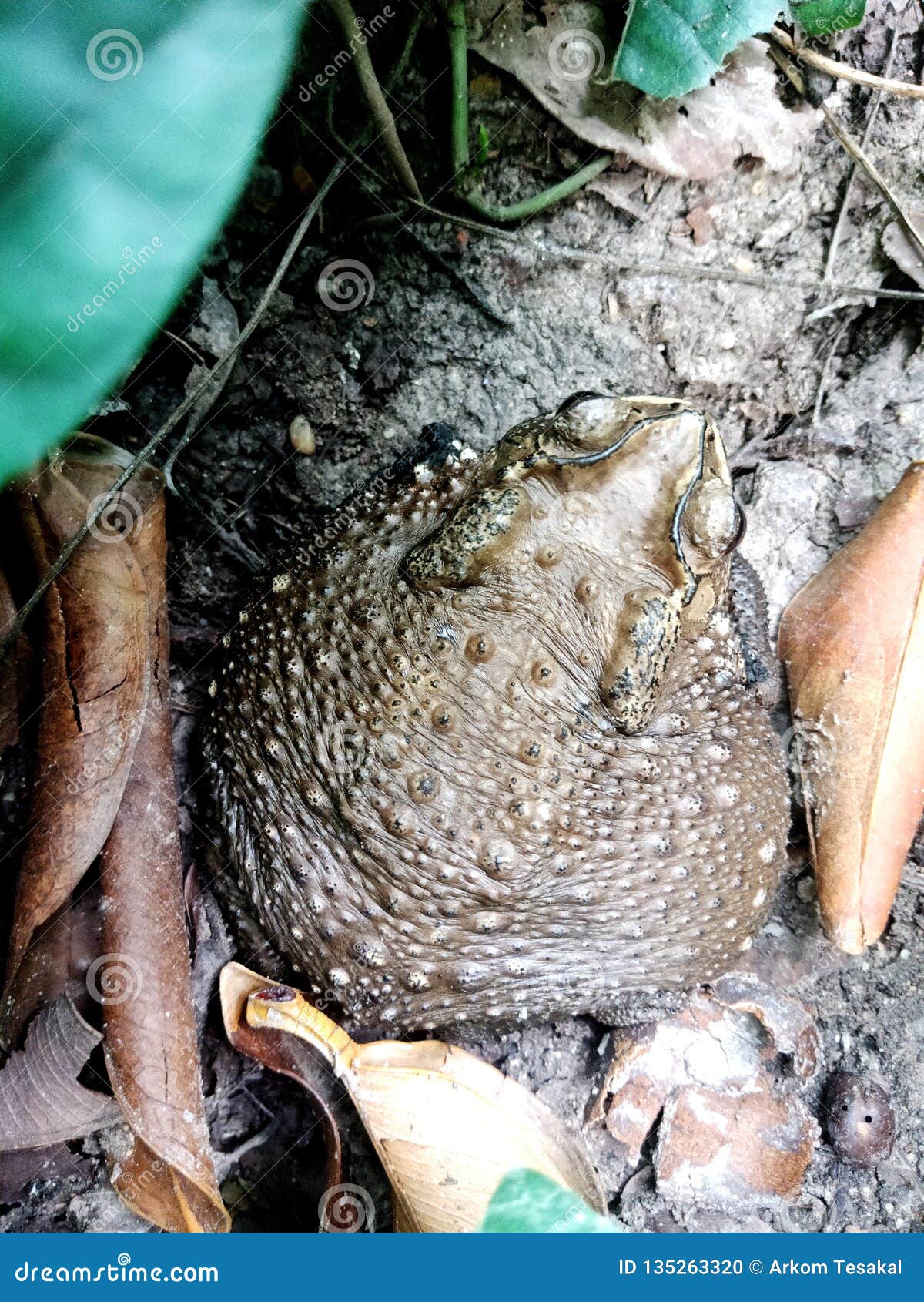Toad stock photo. Image of bufonidae, crapaud, truetoad - 135263320