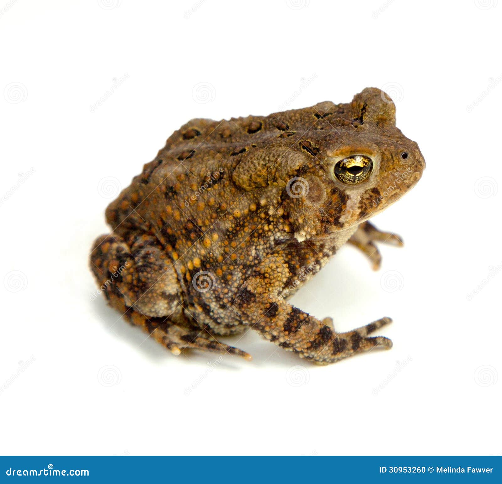 Toad Royalty-Free Stock Photo | CartoonDealer.com #6972291