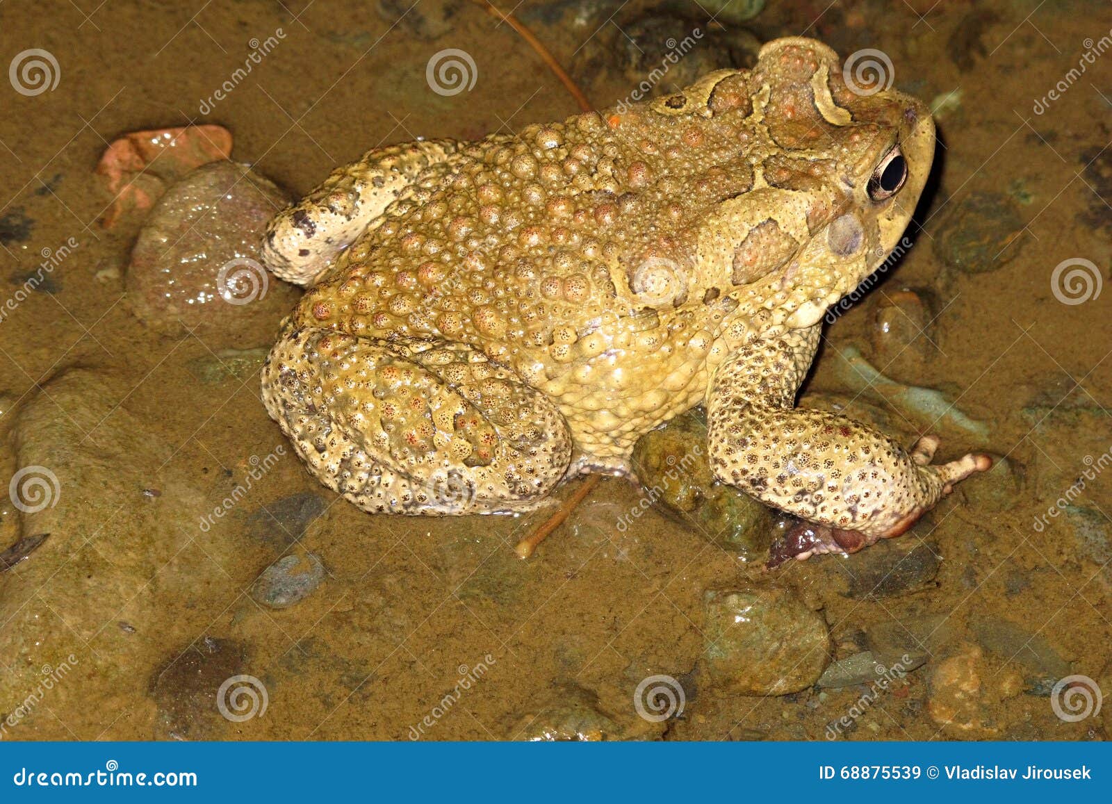 Toad Amietophrynus Mauritanicus in Wild Morocco Stock Image - Image of ...