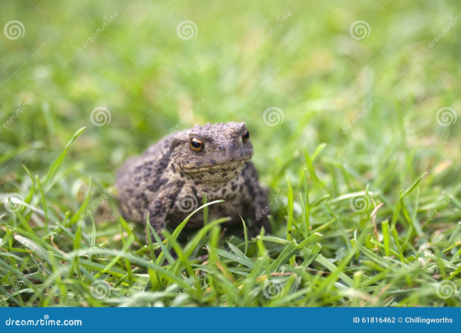 Toad in Amongst Green Grass Stock Photo - Image of close, frog: 61816462