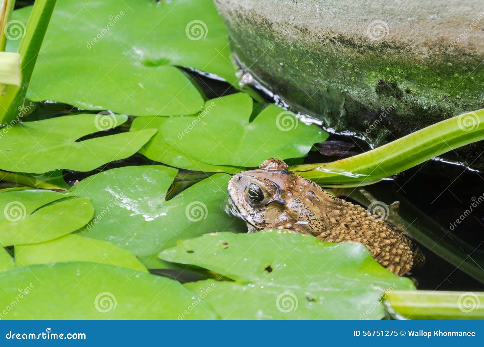 Toad, amphibian in Asia. stock image. Image of pets, amphibian - 56751275
