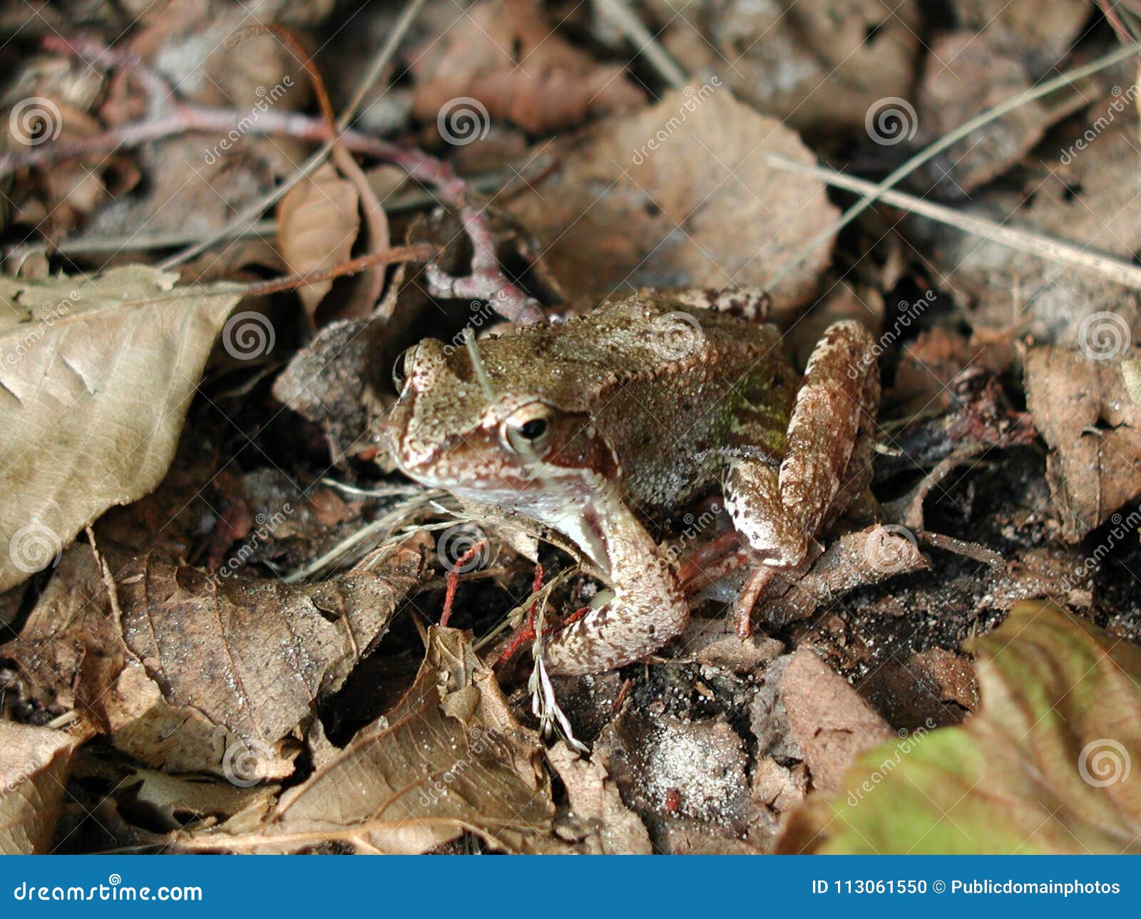 Toad, Amphibian, Frog, Fauna Picture. Image: 113061550