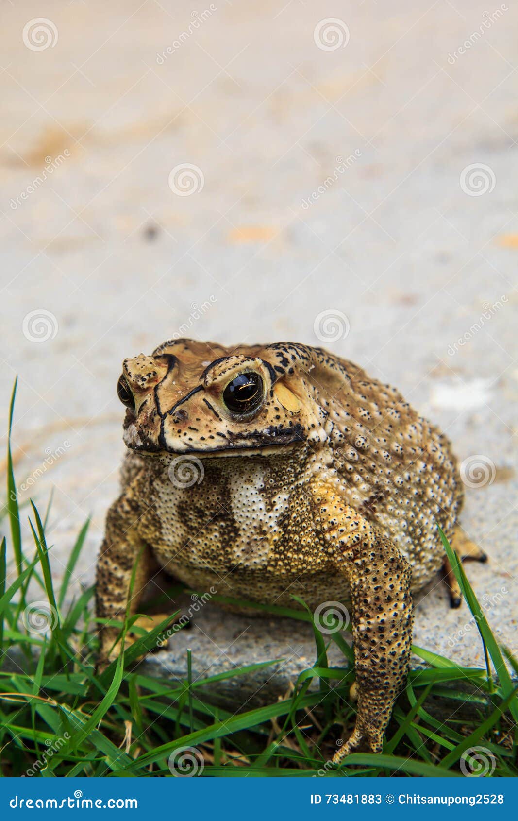 Toad stock image. Image of black, amphibian, people, away - 73481883