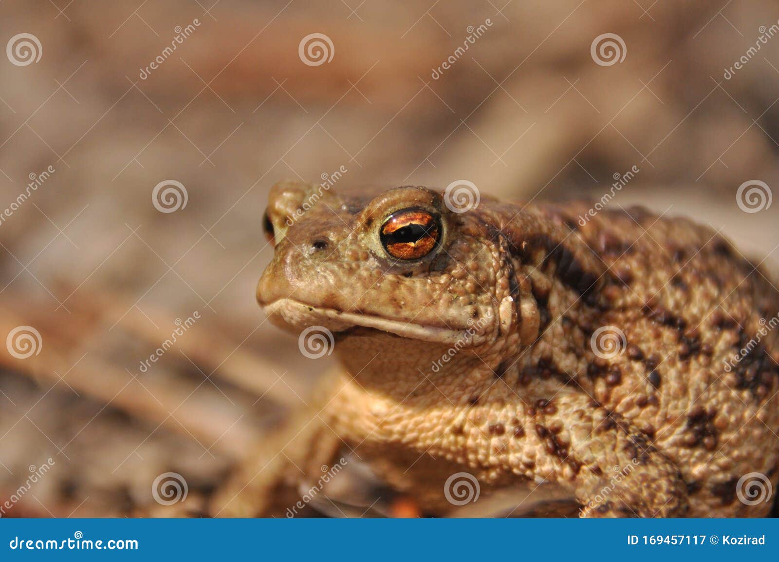 Toad. Amphibian during the Spring Awakening and Mating Stock Image ...