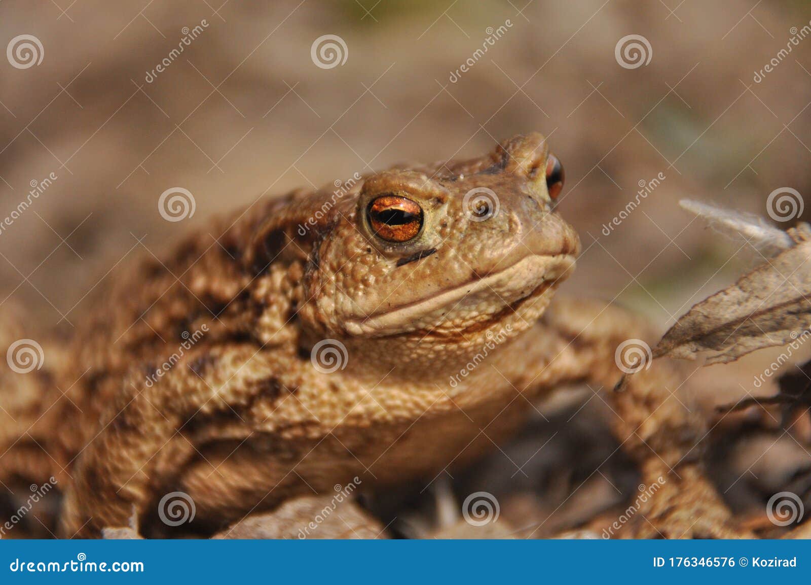 Toad. Amphibian during the Spring Awakening and Mating Stock Photo ...