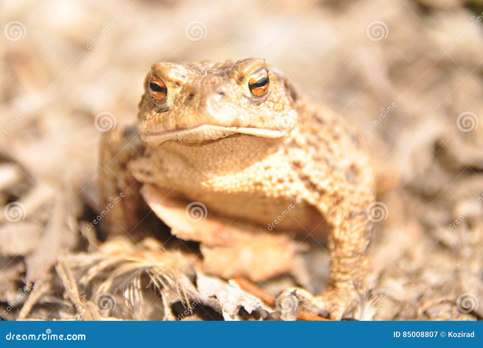 Toad. Amphibian during the Spring Awakening Stock Image - Image of ...