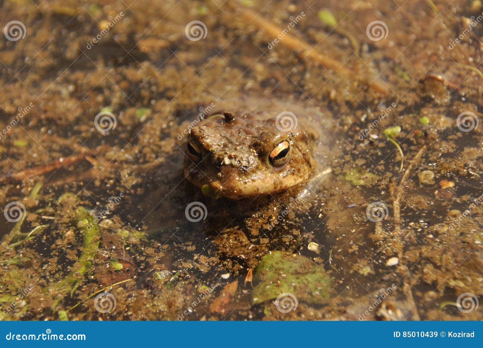Toad. Amphibian during the Spring Awakening Stock Image - Image of ...