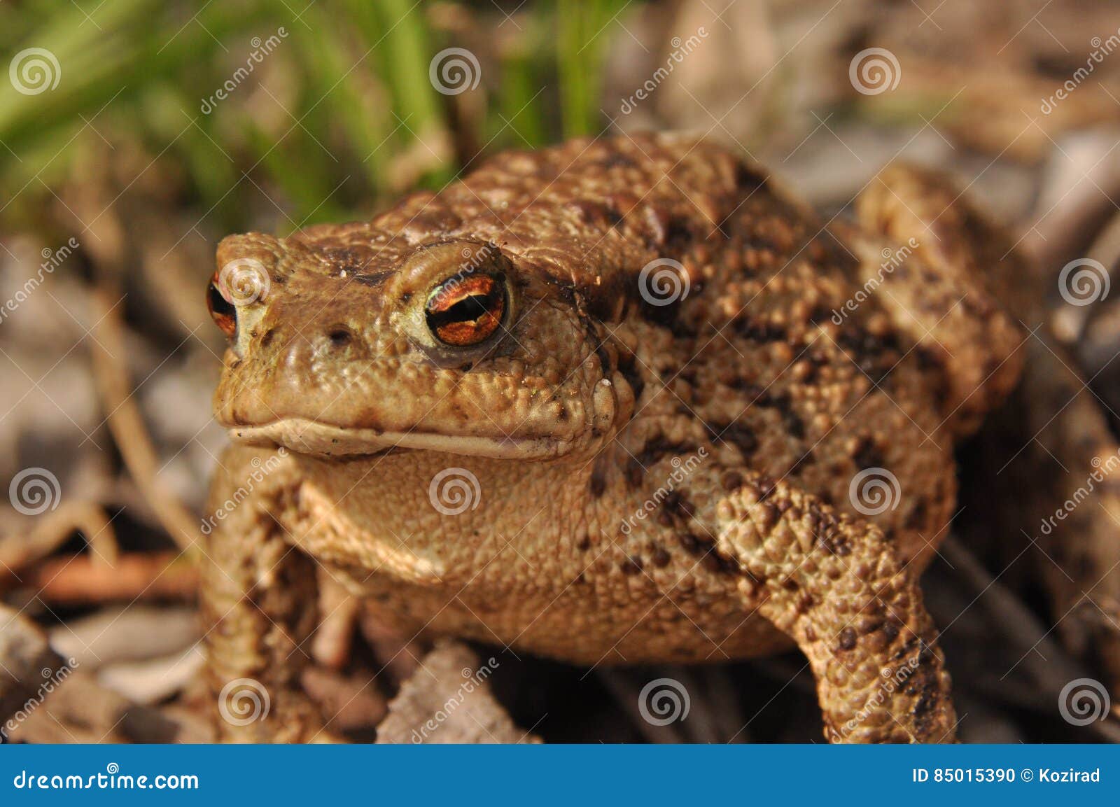 Toad. Amphibian during the Spring Stock Photo - Image of guard, jumping ...